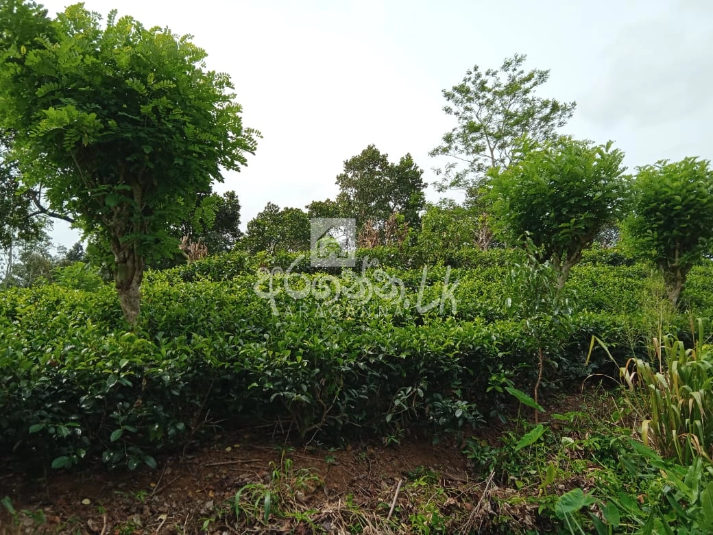 Tea Land for sale in Galle | Imaduwa in Yakkalamulla | House, Land ...