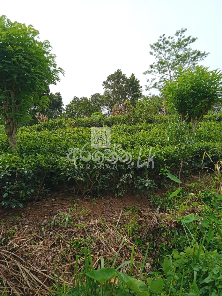 Tea Land for sale in Galle | Imaduwa in Yakkalamulla | House, Land ...